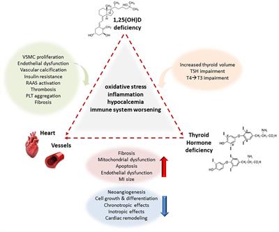 Frontiers | Vitamin D, Thyroid Hormones and Cardiovascular Risk ...