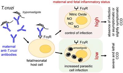 Frontiers | Is Antibody-Dependent Enhancement of Trypanosoma cruzi ...