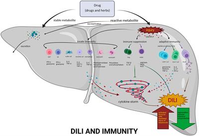 Frontiers | The Immunological Mechanisms and Immune-Based Biomarkers of ...