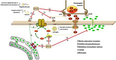 Frontiers | Encephalopathy in Preterm Infants: Advances in ...