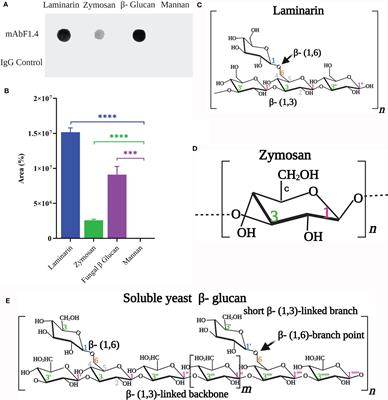 Frontiers | Antibody- Based Immunotherapy Combined With Antimycotic ...