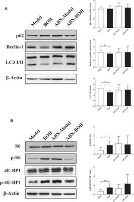 Frontiers | Bruceae Fructus Oil Inhibits Triple-Negative Breast Cancer ...