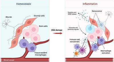 Frontiers | DNA Damage-Induced Inflammatory Microenvironment and Adult ...