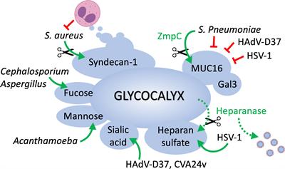 Glycocalyx In Plasma Membrane