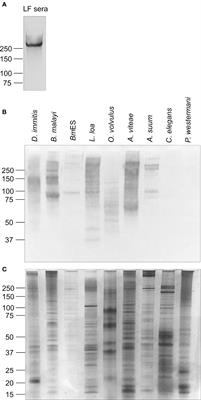 Frontiers | Brugia malayi Glycoproteins Detected by the Filariasis Test ...
