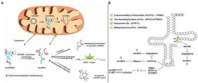 Frontiers | Mitochondrial tRNA-Derived Fragments and Their Contribution ...