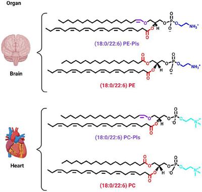Frontiers | Plasmalogens and Chronic Inflammatory Diseases