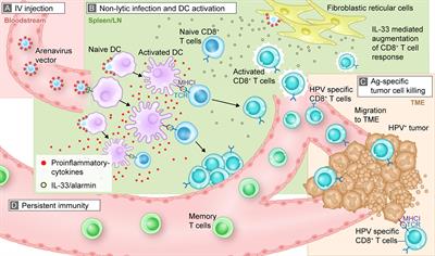Frontiers | Development and Characterization of a Novel Non-Lytic ...