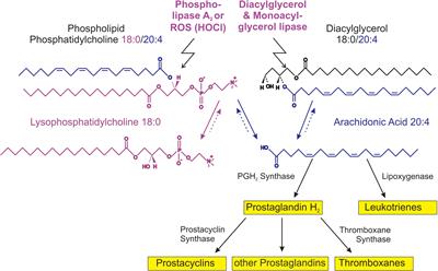 Frontiers | Phospholipases and Reactive Oxygen Species Derived Lipid ...