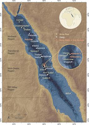 Frontiers | Novel Enzymes From the Red Sea Brine Pools: Current State ...
