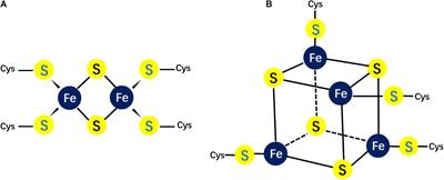 Frontiers | Biogenesis of Iron–Sulfur Clusters and Their Role in DNA ...