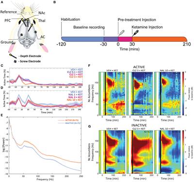 Frontiers | Activity-State Dependent Reversal of Ketamine-Induced ...