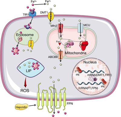 Frontiers | Targeting Ferroptosis to Treat Cardiovascular Diseases: A ...