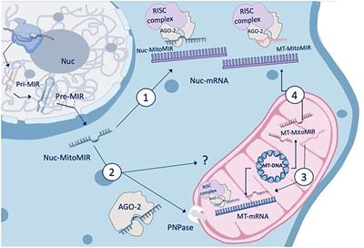 Frontiers | Mitochondrial MicroRNAs Contribute to Macrophage Immune ...