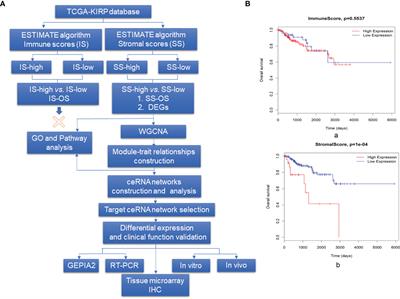 Frontiers | Anti-Tumor Role of CAMK2B in Remodeling the Stromal ...