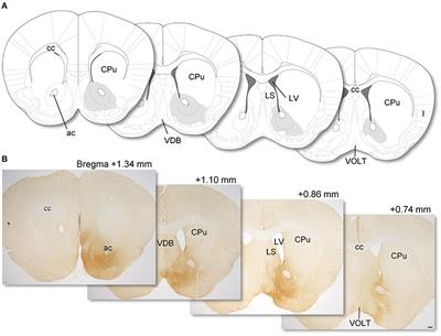 Frontiers | Efferent and Afferent Connections of Neuropeptide Y Neurons ...