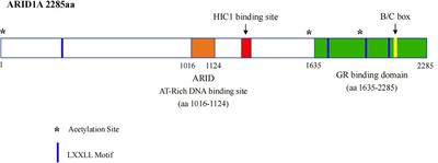 Frontiers | The Role of ARID1A in Tumors: Tumor Initiation or Tumor ...
