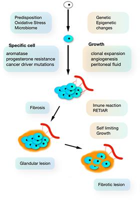 Frontiers | Pathogenesis Based Diagnosis and Treatment of Endometriosis