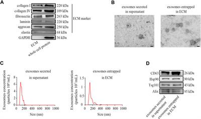 Frontiers | The Extracellular Matrix Enriched With Exosomes for the ...