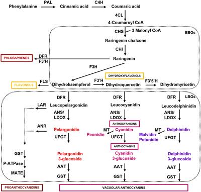 Frontiers | Anthocyanins: From Mechanisms of Regulation in Plants to ...