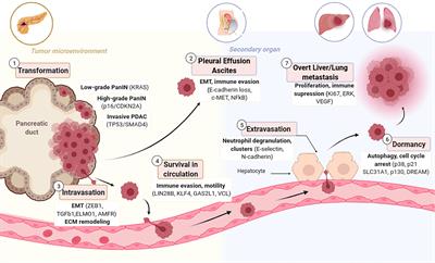 Frontiers | Pre-clinical Models of Metastasis in Pancreatic Cancer