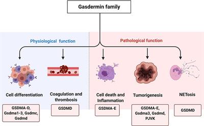 Frontiers | The Versatile Gasdermin Family: Their Function and Roles in ...