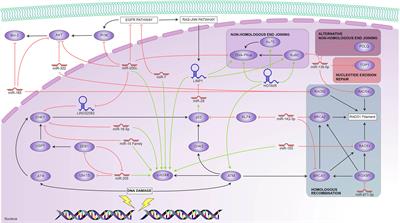 Frontiers | Non-Coding RNAs Associated With Radioresistance in Triple ...