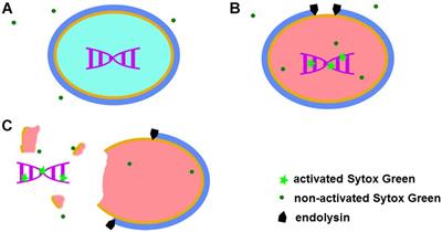 Frontiers | DNA Dye Sytox Green in Detection of Bacteriolytic Activity ...