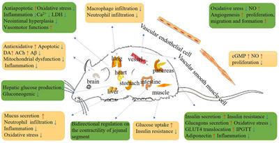 Frontiers | Pharmacological Properties of Ginsenoside Re