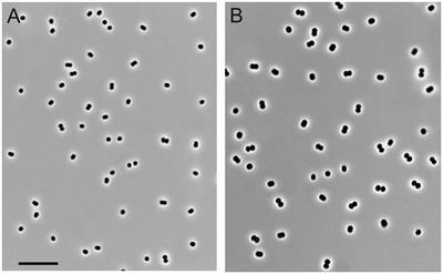 Frontiers | Expanding Characterized Diversity and the Pool of Complete ...
