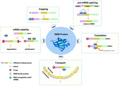 Frontiers | The RNA-Binding Motif Protein Family in Cancer: Friend or Foe?