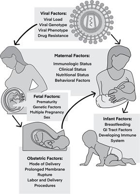 Frontiers | Understanding Viral and Immune Interplay During Vertical ...