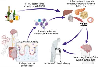 Frontiers | Pathophysiological Consequences of At-Risk Alcohol Use ...