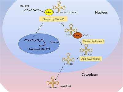 Frontiers | Novel Insights Into MALAT1 Function as a MicroRNA Sponge in ...