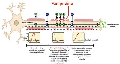 Frontiers | Clinical, Neurophysiological, and MRI Markers of Fampridine ...