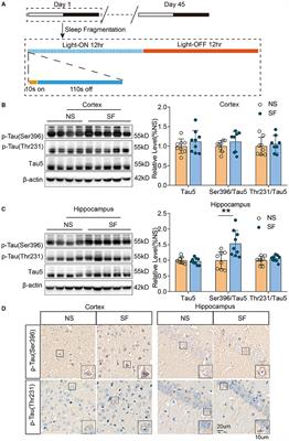 Frontiers | Does Chronic Sleep Fragmentation Lead to Alzheimer's ...