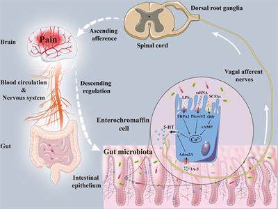 Frontiers | Enterochromaffin Cells: Sentinels to Gut Microbiota in ...