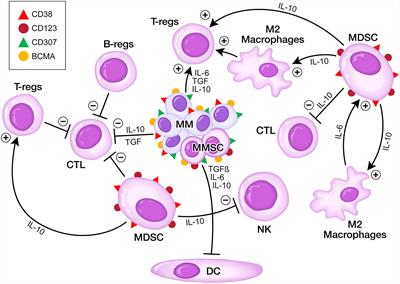 Frontiers | Dual Targeting of Multiple Myeloma Stem Cells and Myeloid ...