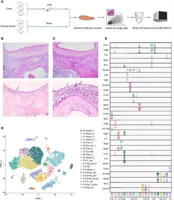 Frontiers | Single-Cell Transcriptome Profiling Identifies Phagocytosis ...