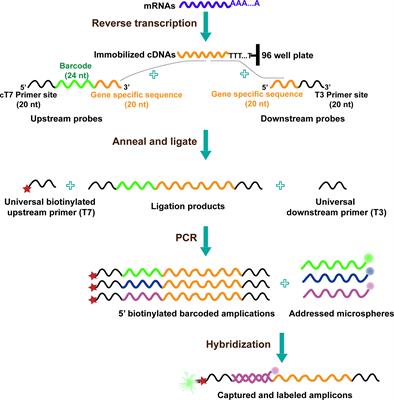 Frontiers | High-Throughput Strategies for the Discovery of Anticancer ...