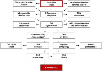 Copd Pathophysiology Flowchart