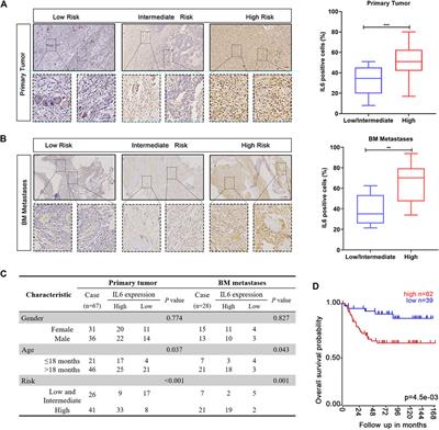 Frontiers | Beta-Lapachone Attenuates BMSC-Mediated Neuroblastoma ...