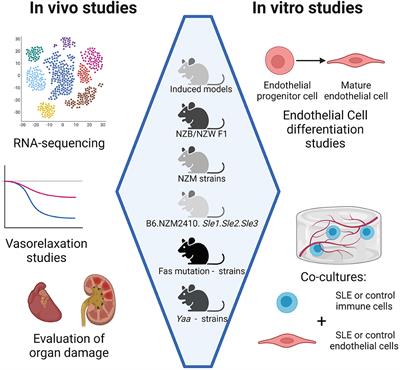 Frontiers | Vascular Inflammation in Mouse Models of Systemic Lupus ...