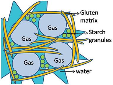 Frontiers | Wheat Proteins: A Valuable Resources to Improve Nutritional ...