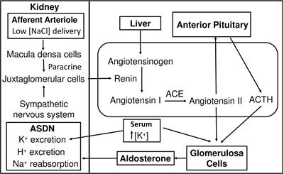 Frontiers | Aldosterone-Regulated Sodium Transport and Blood Pressure
