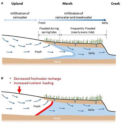 Frontiers | Salt Marshes as Groundwater Buffers for Development: A ...