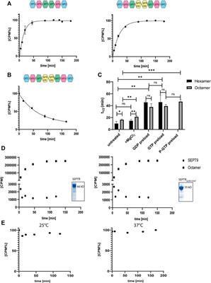 Frontiers | Biochemical Characterization of a Human Septin Octamer