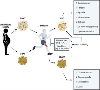 Frontiers | The Effects of Exercise on White and Brown Adipose Tissue ...