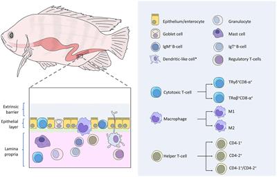 Frontiers | Gut Immune System and the Implications of Oral-Administered ...