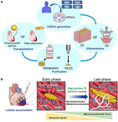 Frontiers | The Present State and Future Perspectives of Cardiac ...